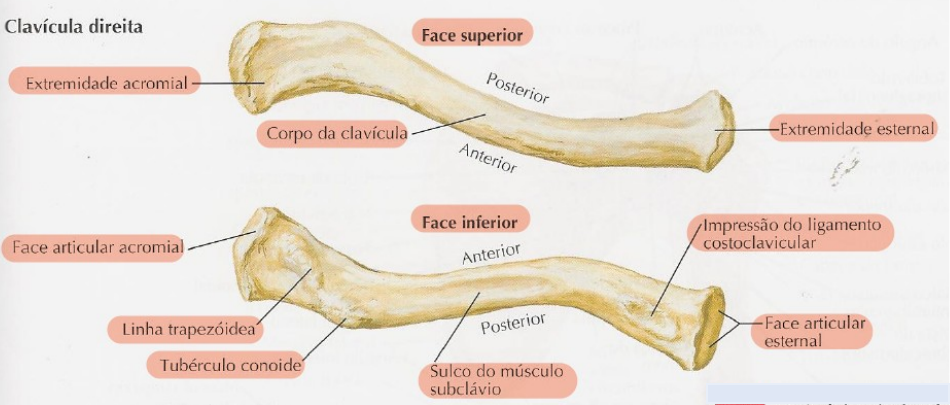 Visao Superior Da Clavicula Direita Plexo Braquial – Wikipédia, A