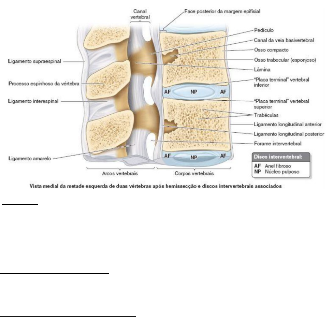 Placas Terminales Vertebrales | atelier-yuwa.ciao.jp