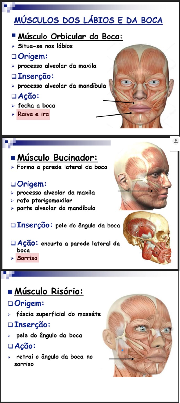 músculos expressao facial - Anatomia de Cabeça e Pescoço