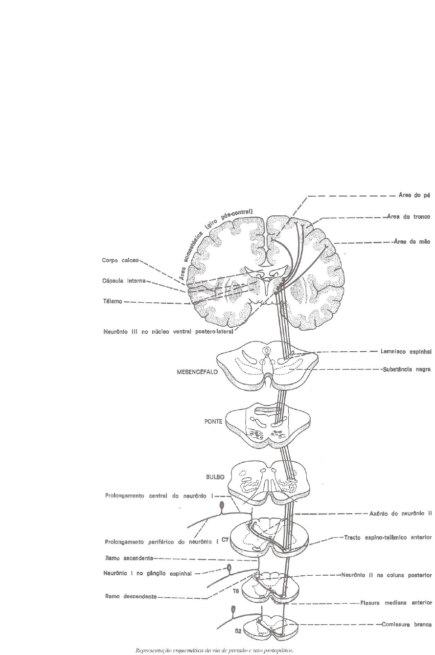 Grandes Vias Aferentes - Neuroanatomia