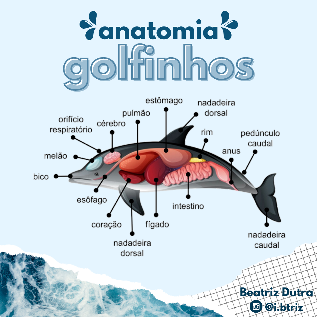 órgão Genital Do Golfinho - FDPLEARN