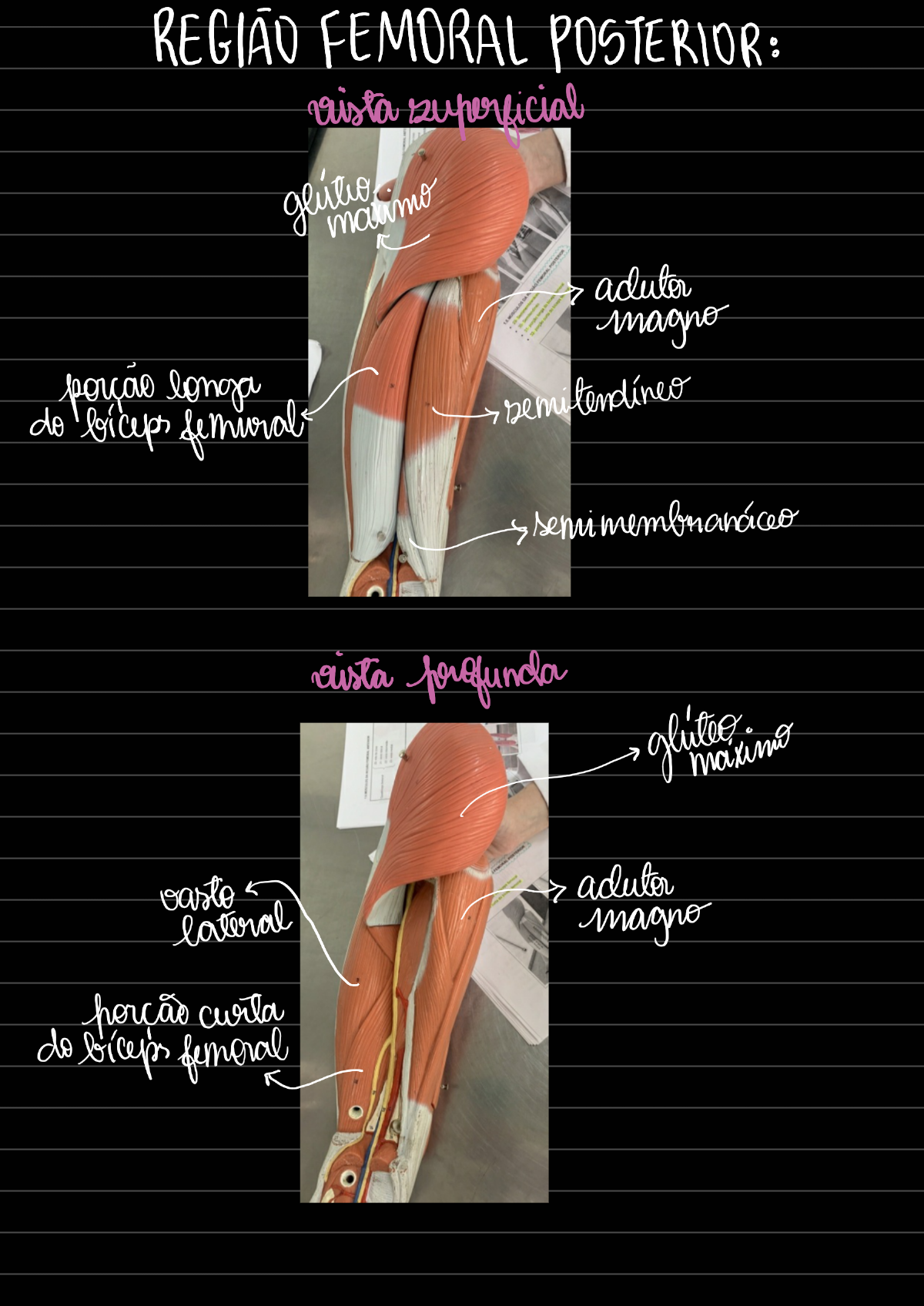 Músculos dos Membros Inferiores - Anatomia Humana II
