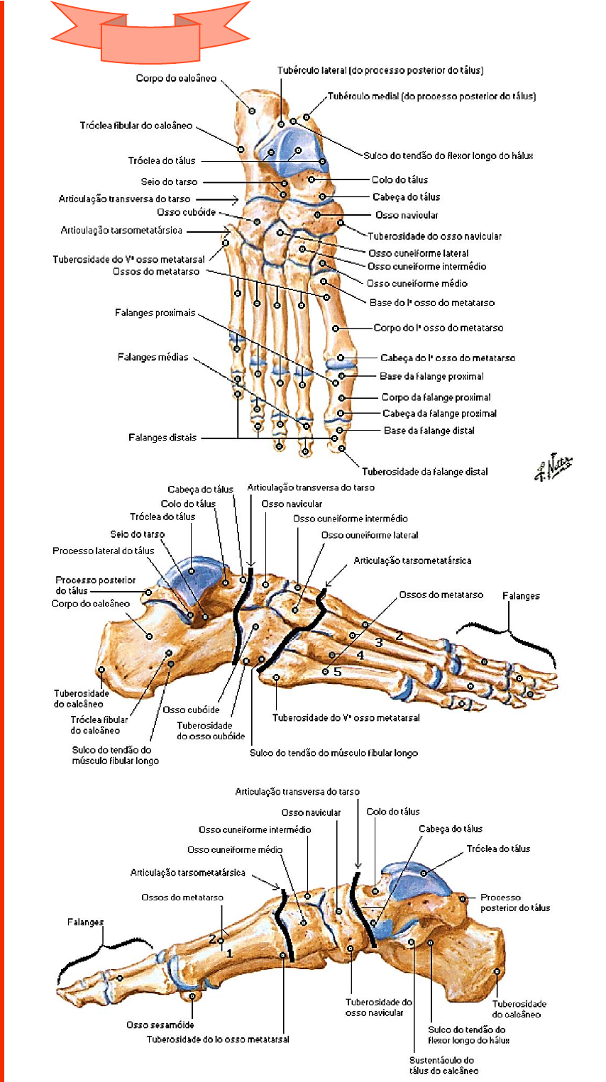 Ossos Do P E Tornozelo Tarsos Metatarsos E Falanges Anatomia