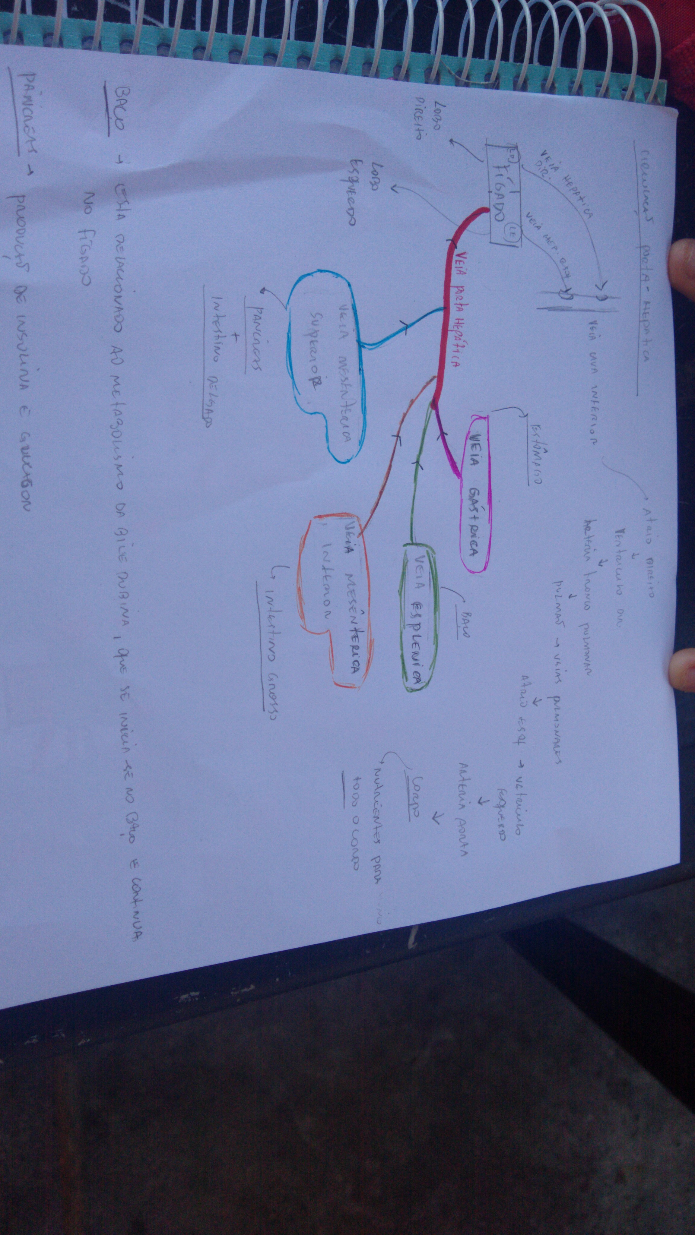 Modelo De Figado Rotulado Veia Porta Hepatica