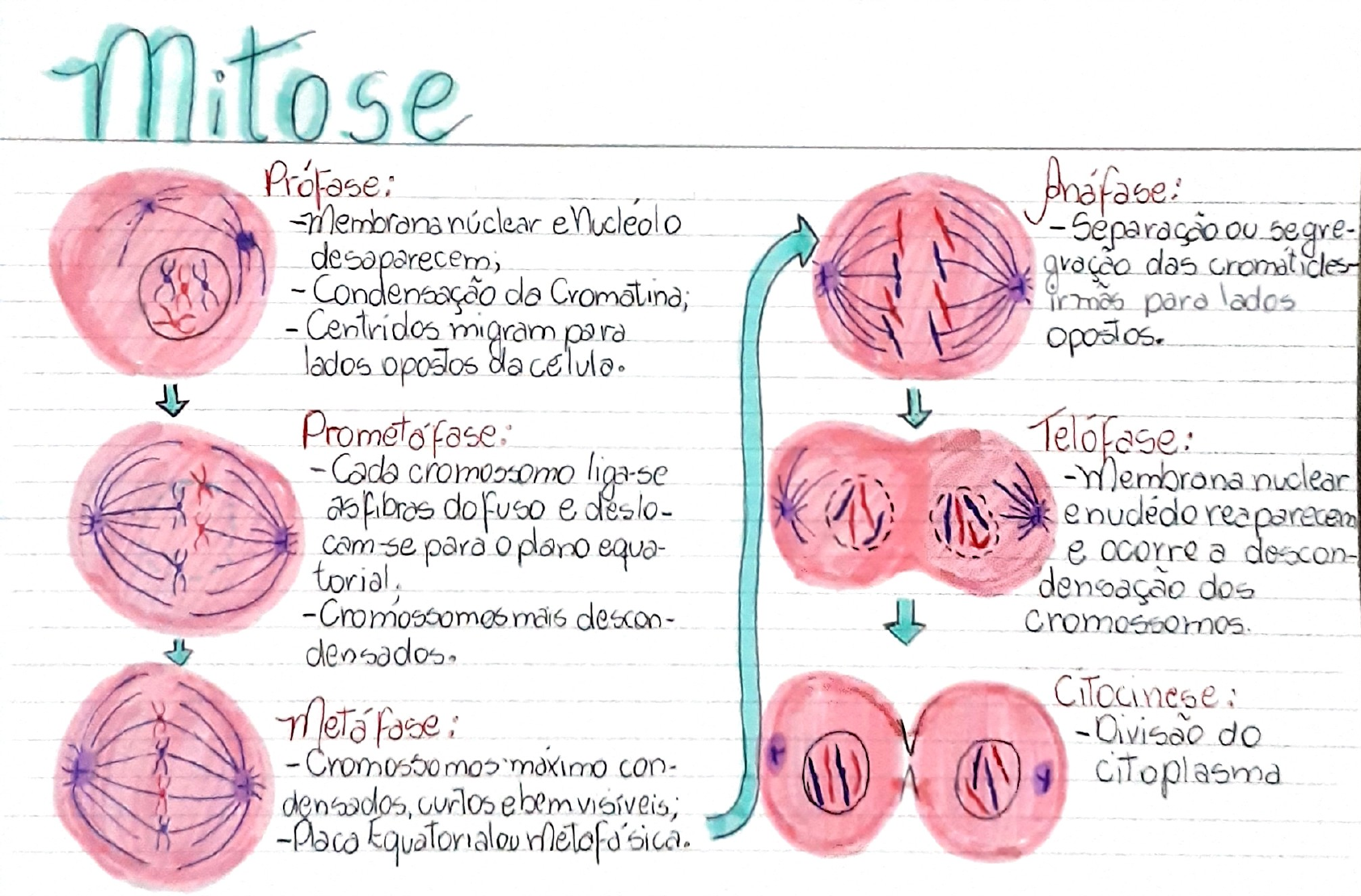 Fases Da Mitose Resumo Magedu