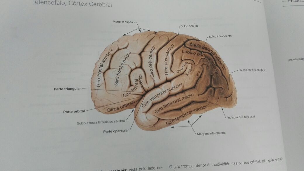 Anatomia Do Telencefalo