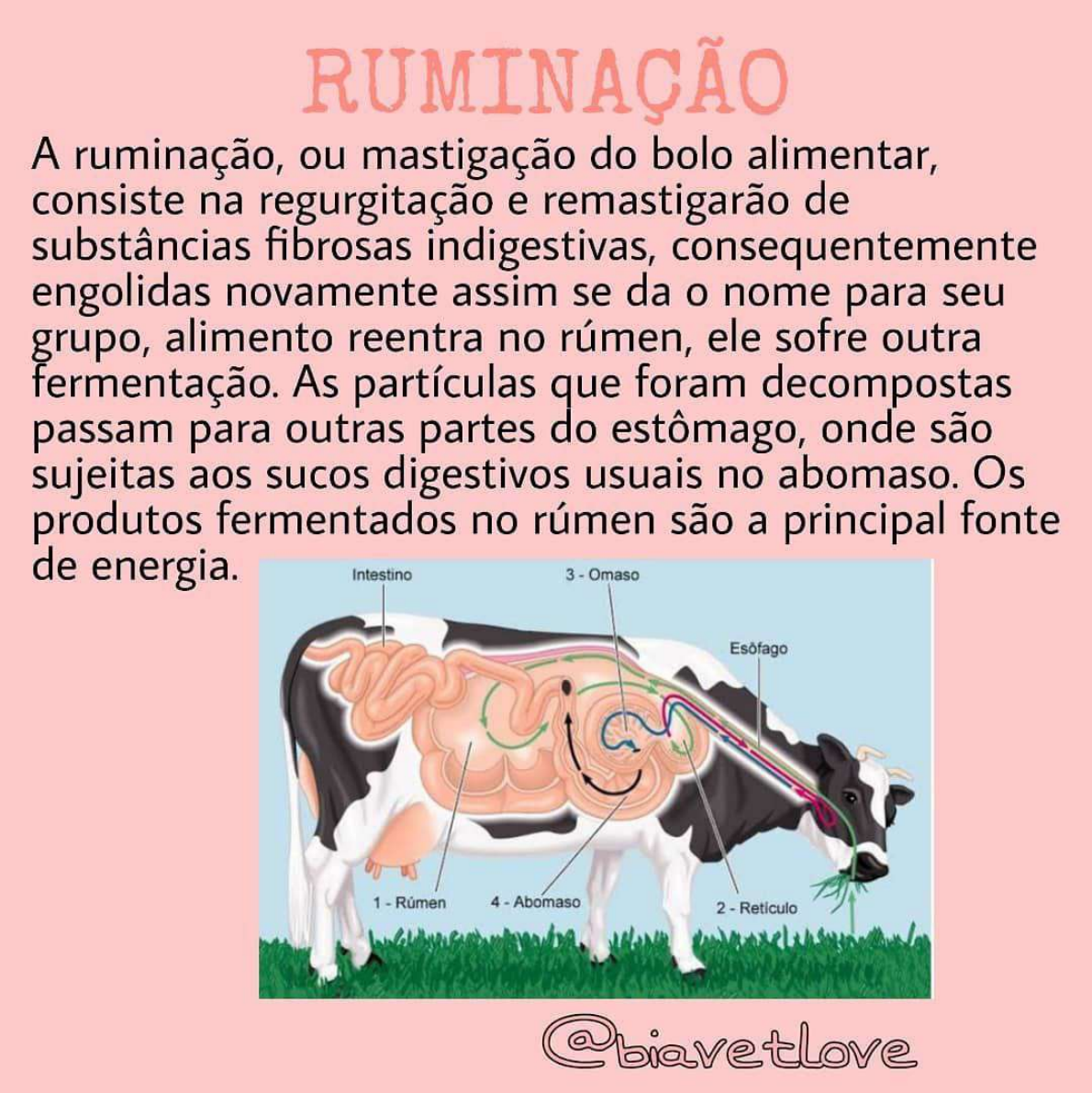 Ruminantes e ruminação - Anatomia dos Animais Domesticos
