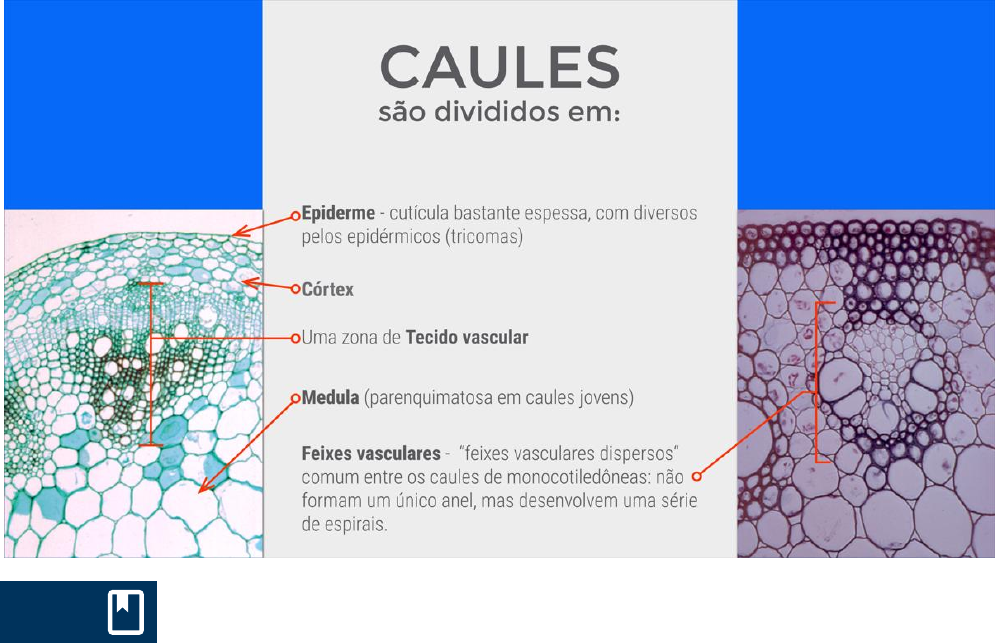 Tipos de feixes vasculares. A. Fotomicrografia de feixe colateral. B