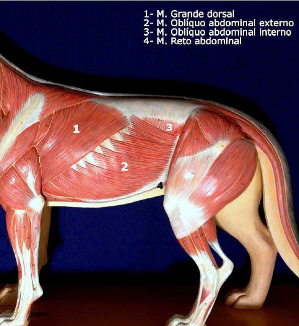 Músculos Cachorro - Corpo Animal I