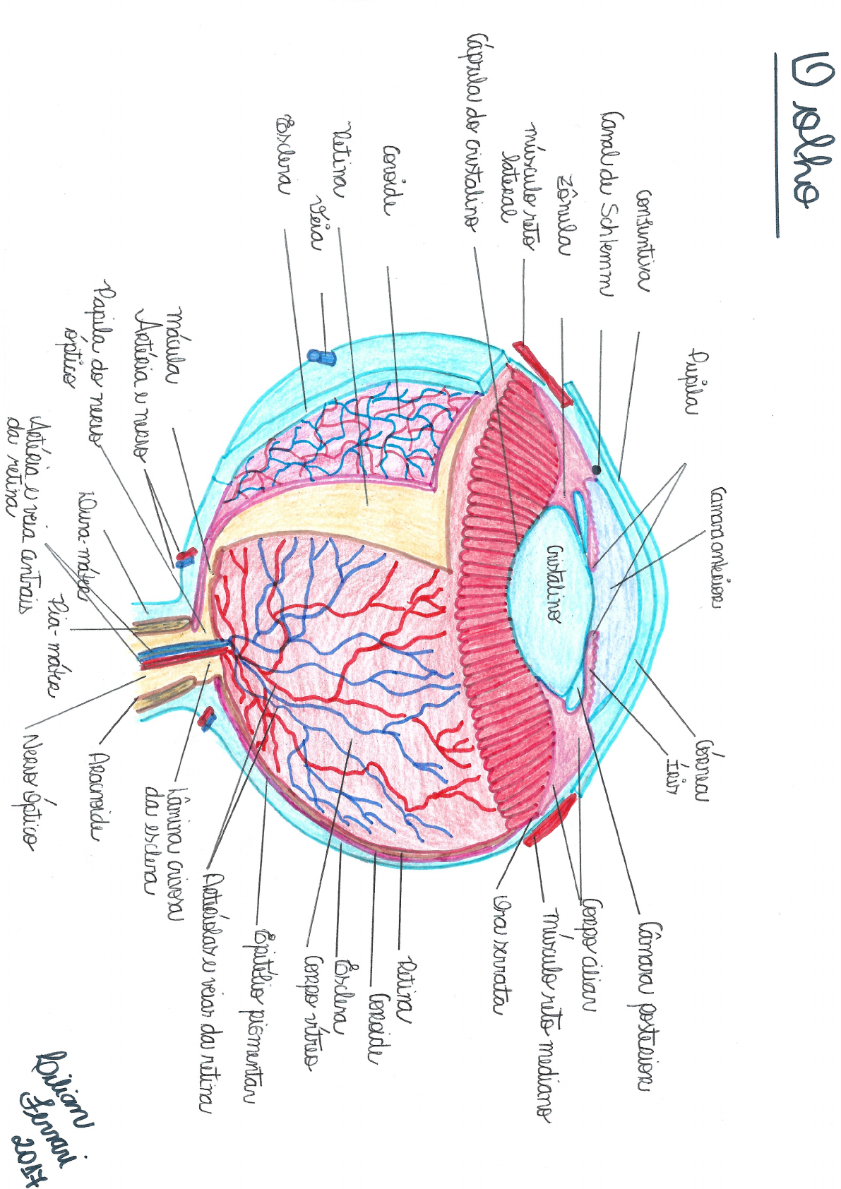 Diagrama De Anatomia Do Olho Anterior