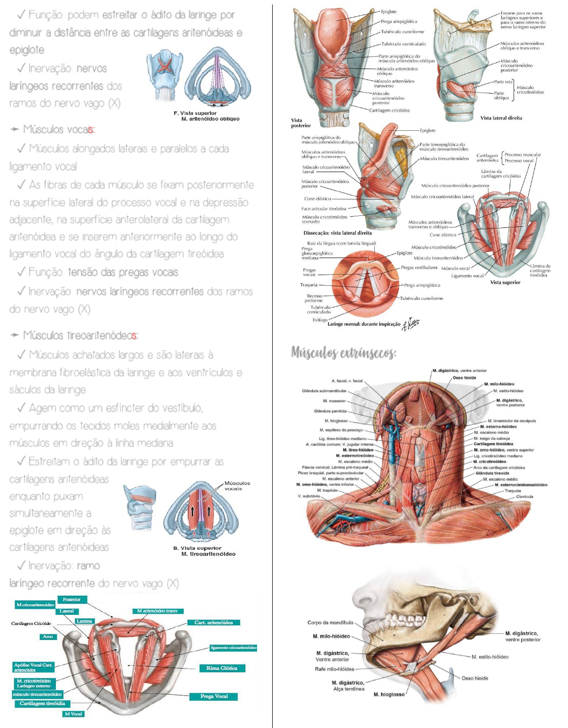 Anatomia Dos Musculos Da Laringe