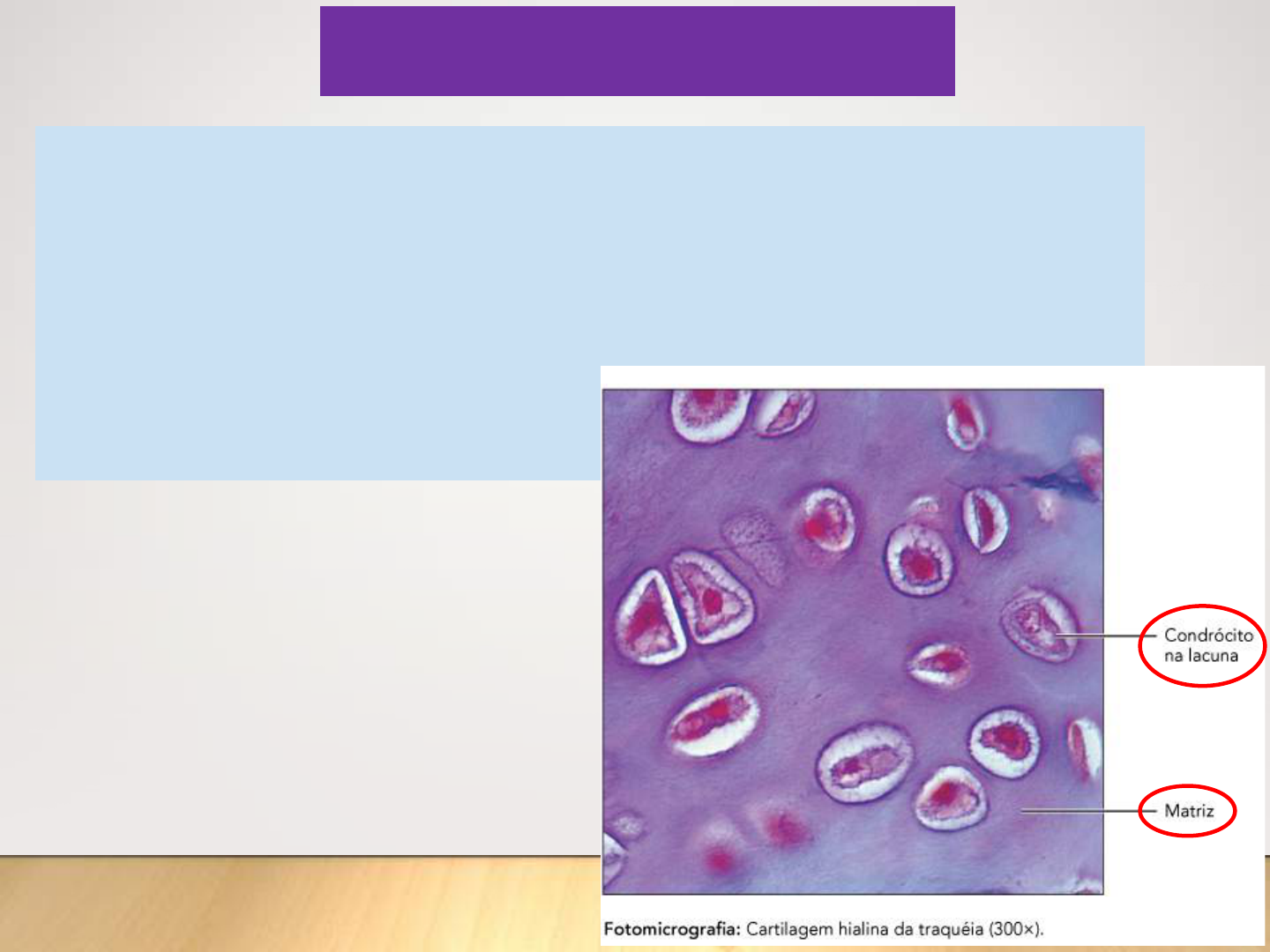 Histologia dos tecidos ósseo e cartilaginoso (1).pdf - Histologia I