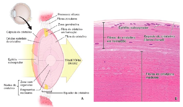 Grátis: HISTO- histologia do olho - Material Claro e Objetivo em PDF ...