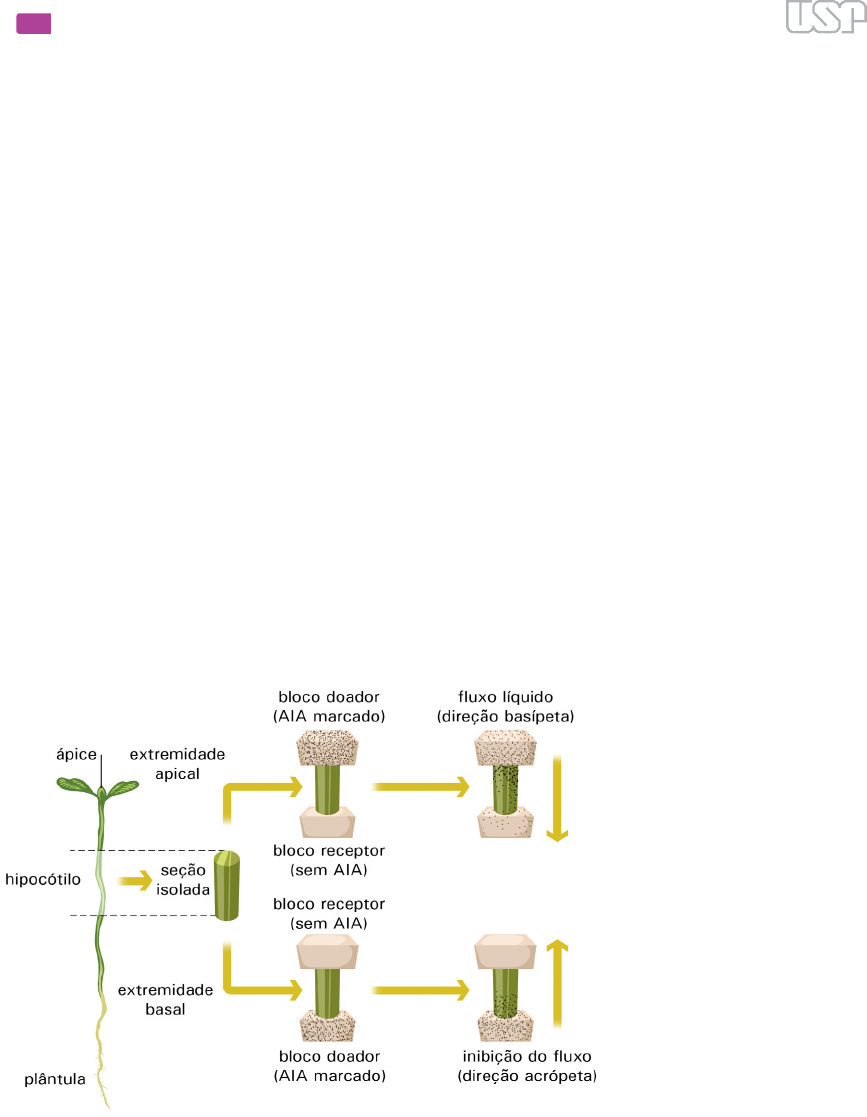 Fisiologia das plantas com sementes - Botânica Básica