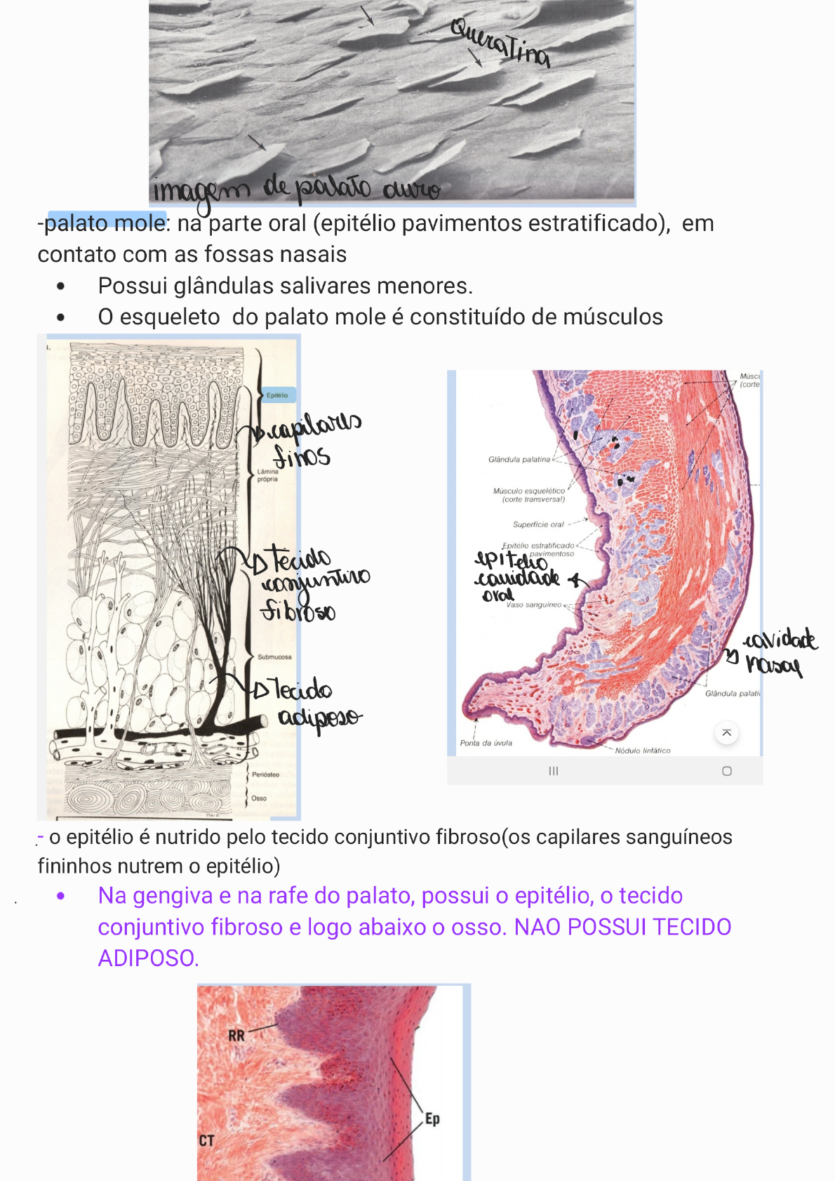 cavidade oral - Histologia - Histologia e Embriologia cavidade oral - Histologia - Histologia e Embriologia