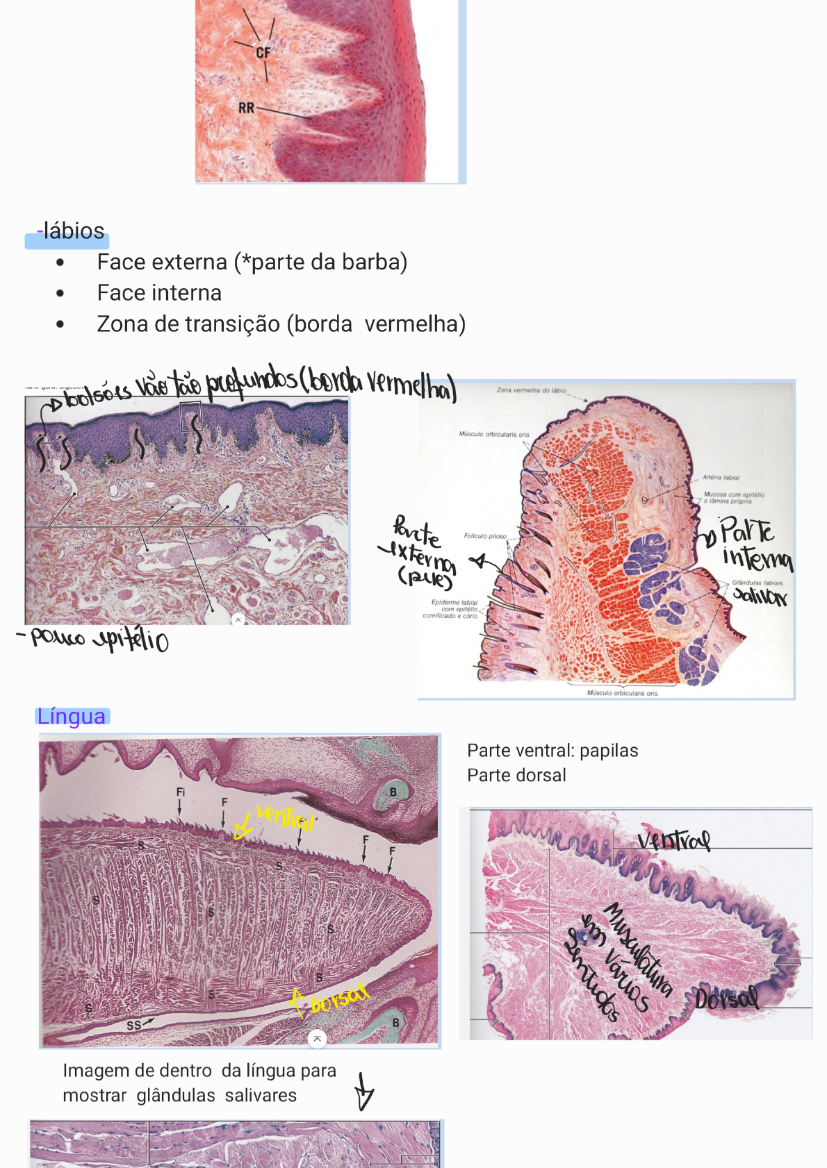 cavidade oral - Histologia - Histologia e Embriologia cavidade oral - Histologia - Histologia e Embriologia