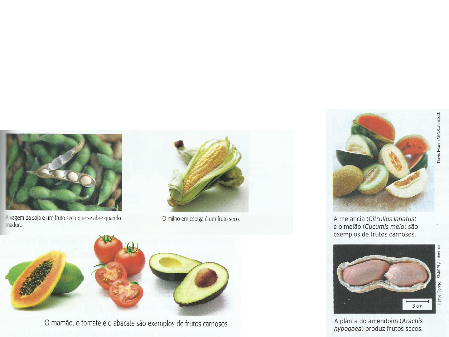 Frutos Secos E Carnosos Mundo Educação | #BIOLOGIA | 🥑🌺 Os