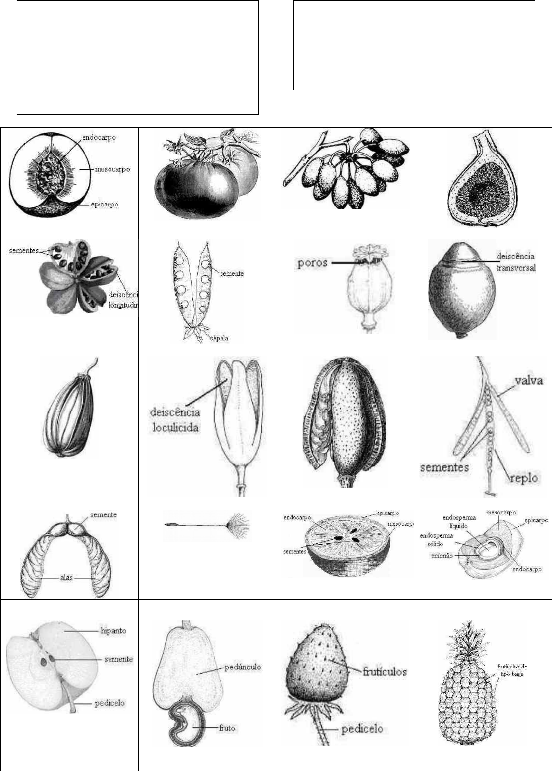 Tipos De Frutos Os Principais Tipos De Frutos Biologia Net