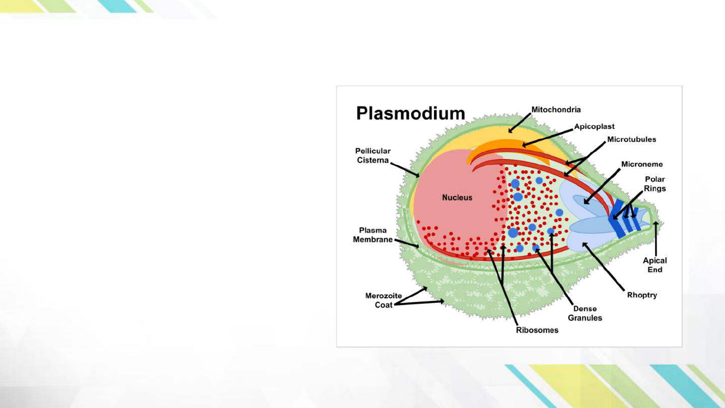 10 toxoplasmode identificação - Parasitologia
