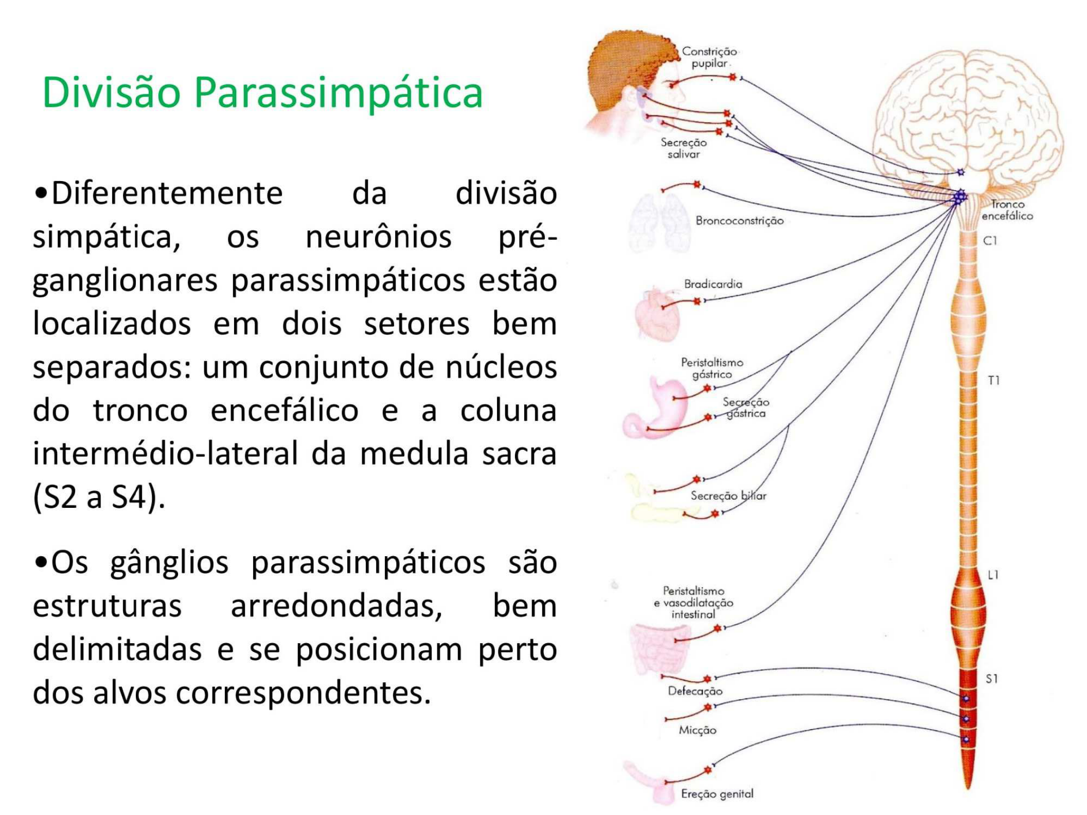Divisão Simpática, Parassimpática e Gastroentérica - Anatomia I
