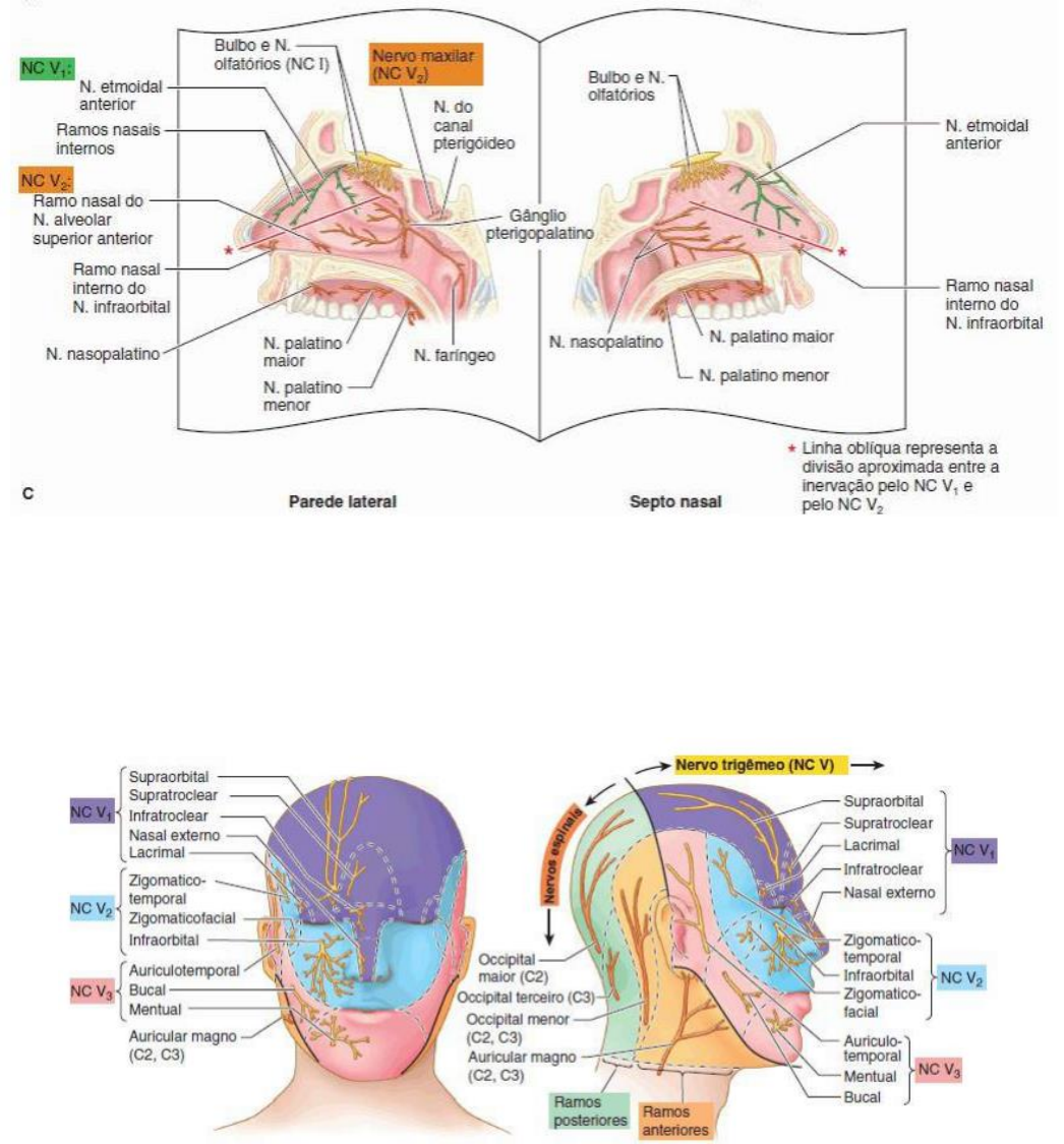 Nervos e artérias da face e do couro cabeludo - Anatomia I