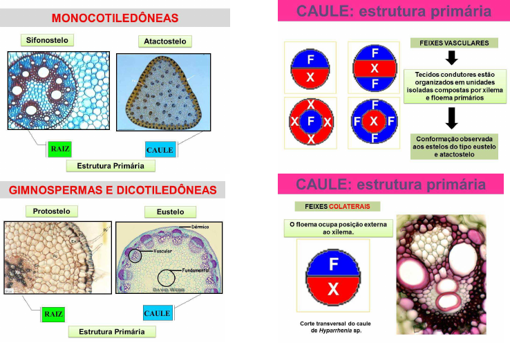 2011.2 Aula 12 - Anatomia de Caule - Estrutura primária e secundária ...