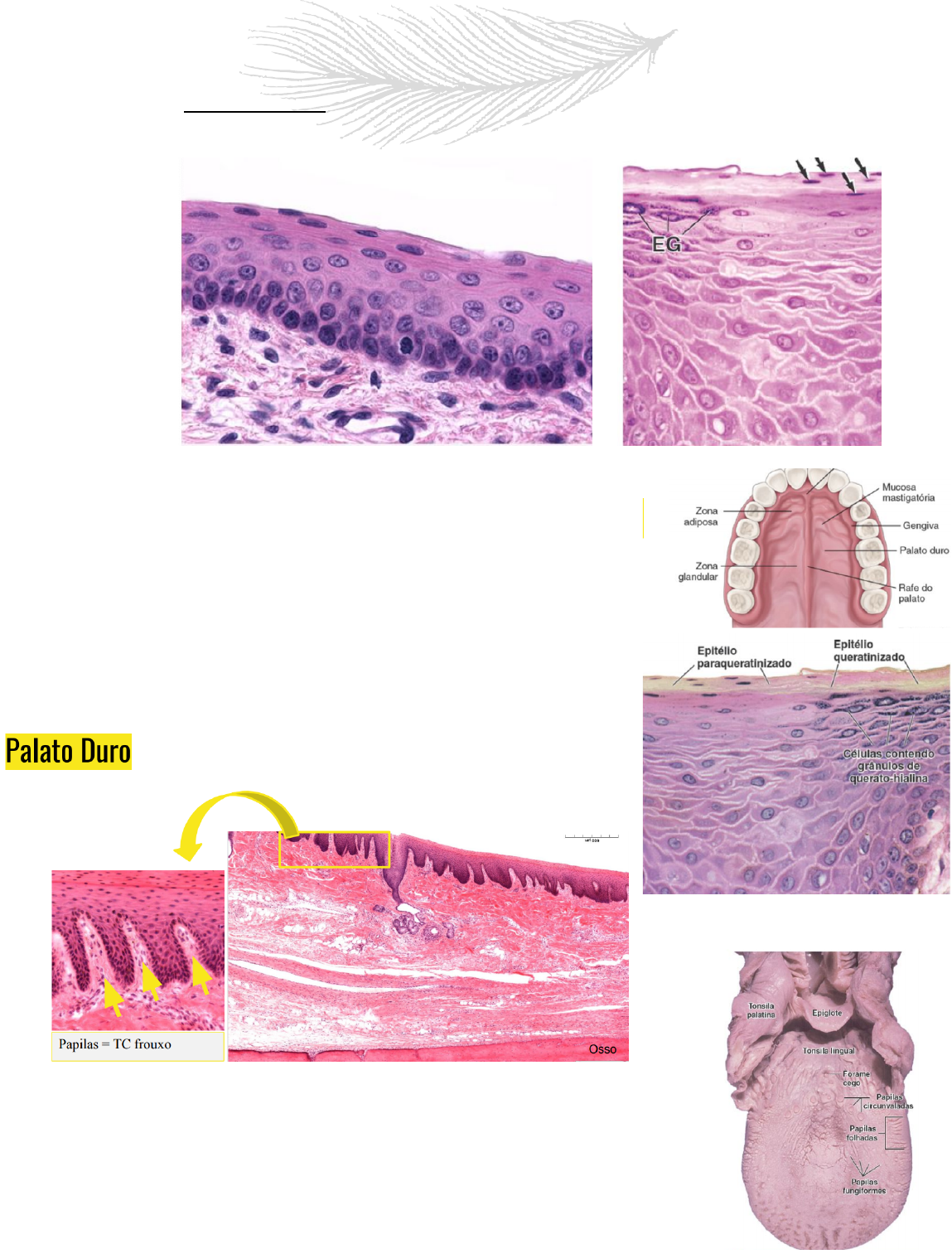 HISTOLOGIA DA CAVIDADE ORAL - Histologia e Embriologia