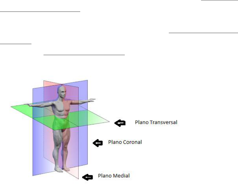 Roteiro de Cortes e Vistas anatômicos - Neurofisiologia
