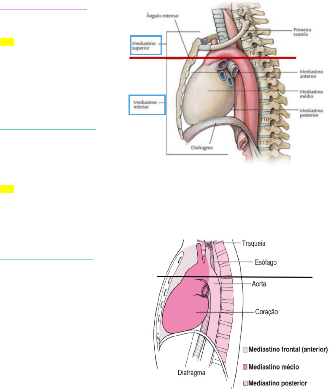 Anatomia Do Mediastino Anterior