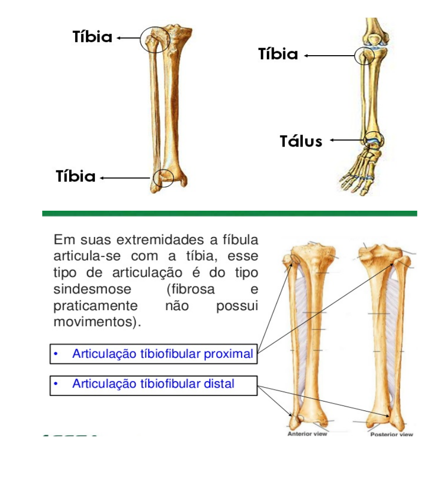 Anatomia Da Fibula Fíbula O Peroné #anatomy #sabiasque