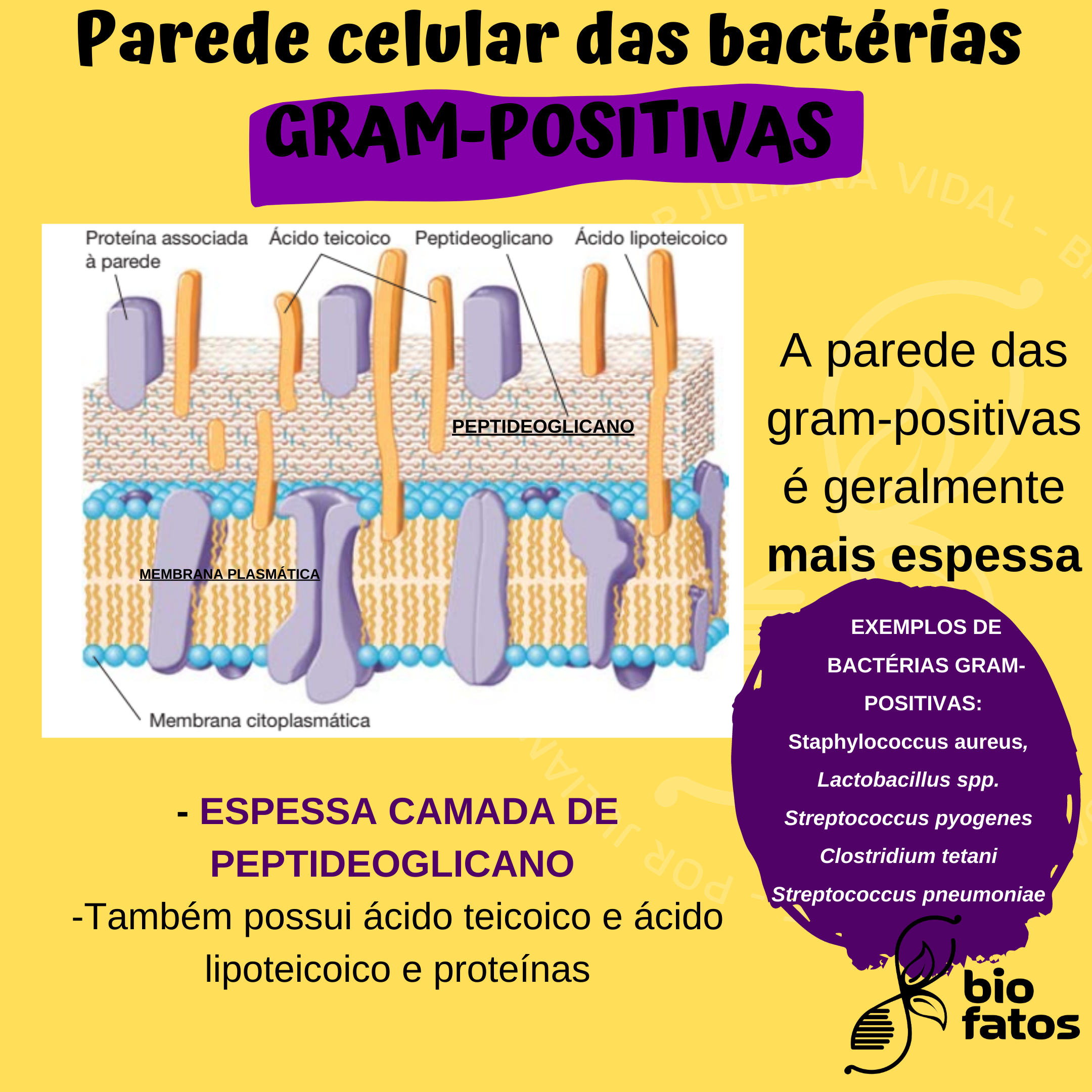 Parede celular das bactérias gram-positivas - Microbiologia