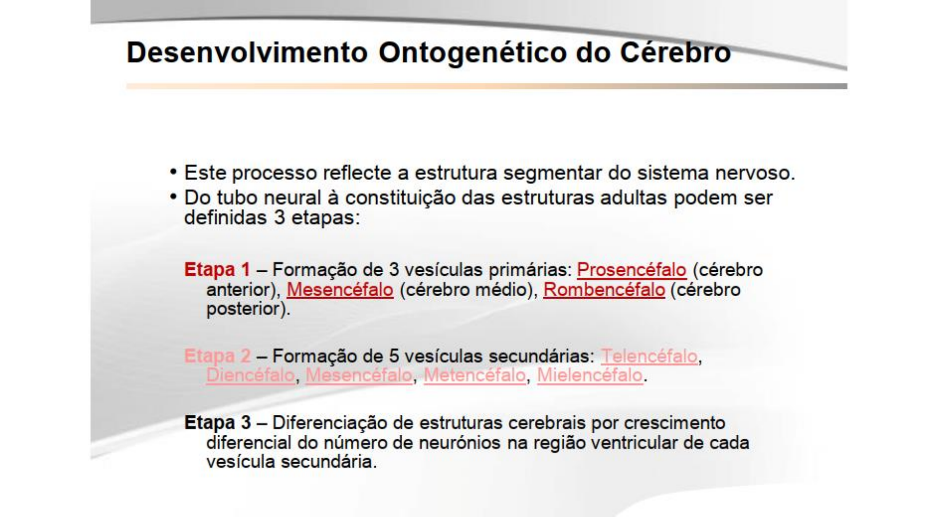 Neurobiologia #11 - Desenvolvimento Ontogenético do Cérebro - Neurologia