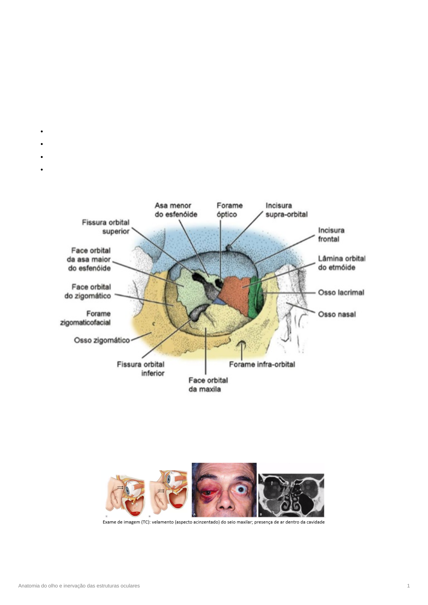 Anatomia Do Globo Ocular Para Criancas