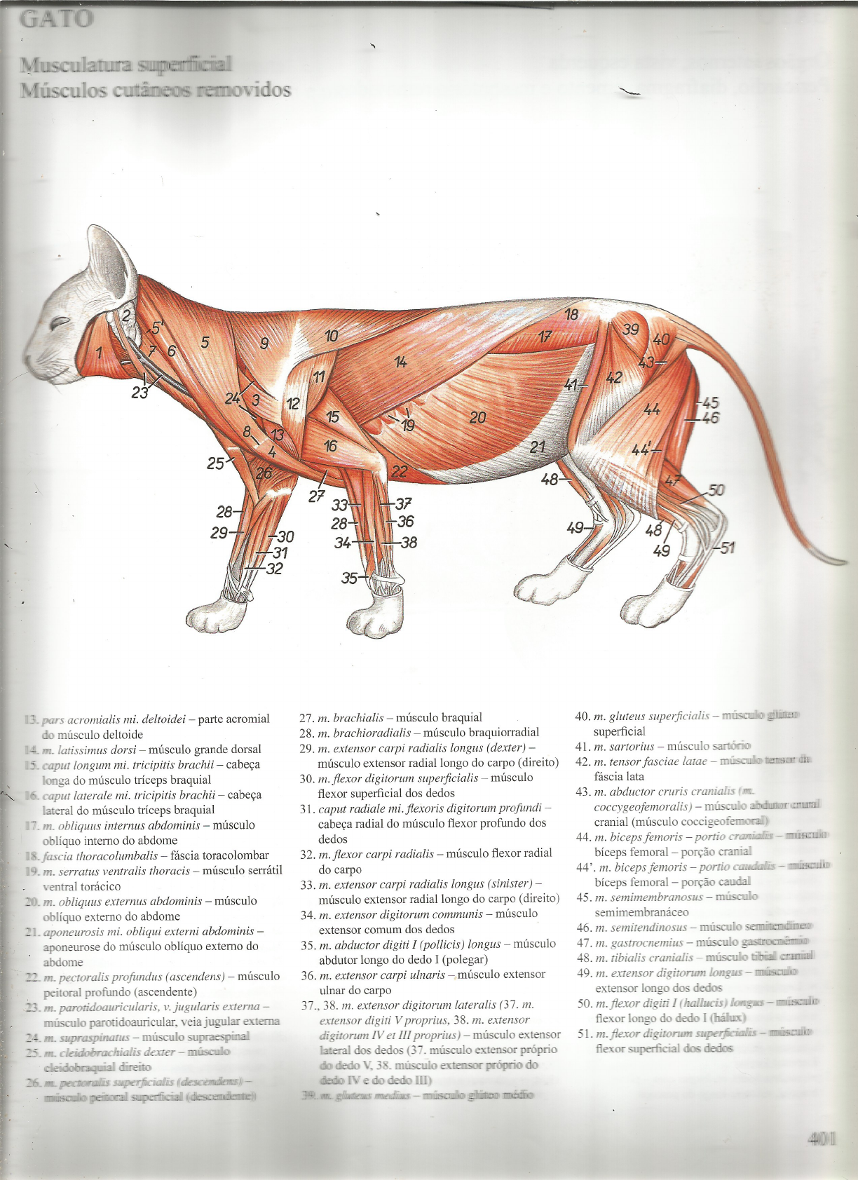Popesko Tronco do Gato - Anatomia Veterinária I