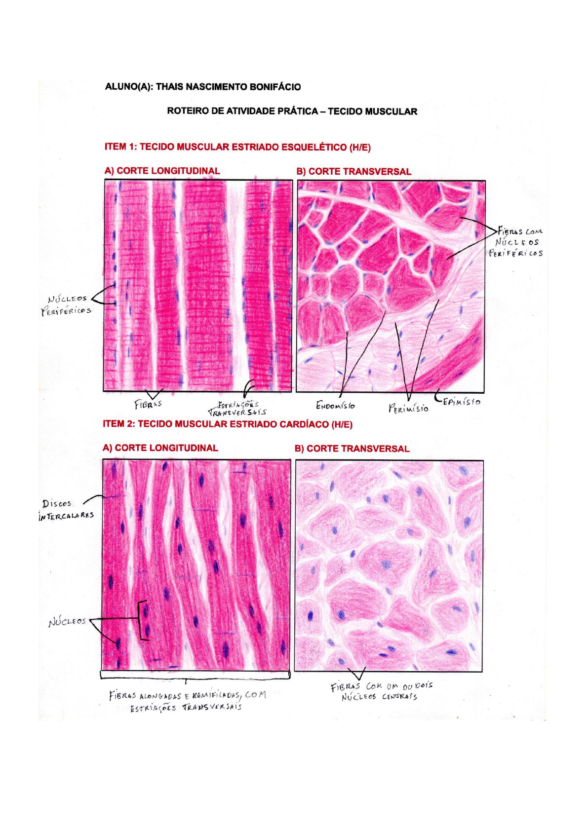 Desenhos histológicos - Tecido Muscular - Histologia I
