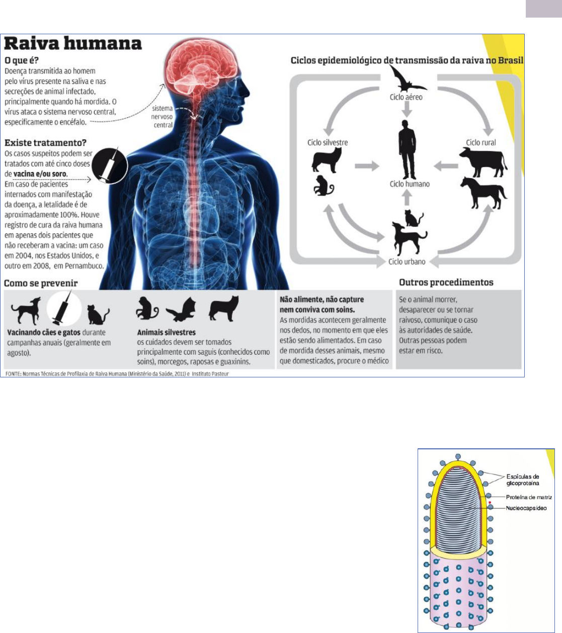Ciclo De Vida Do Virus Da Raiva Vírus: O Que São, Os Diferentes