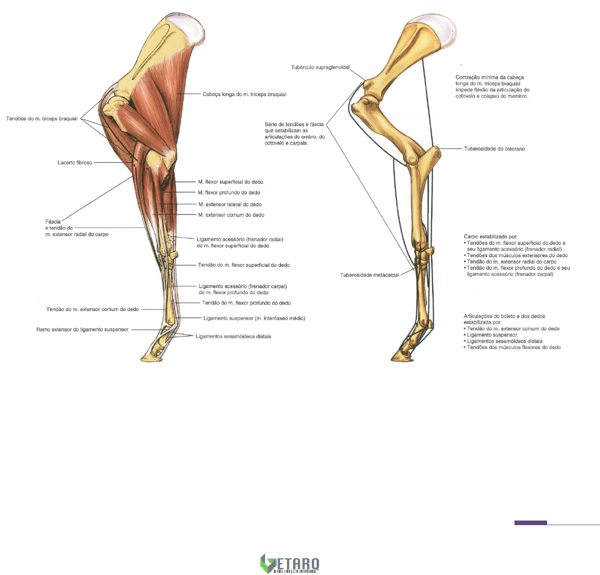 ATLAS DE ANATOMIA DO CAVALO - Osteologia