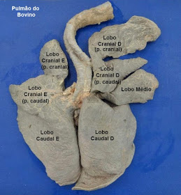 pulmão do bovino - Anatomia Veterinária I