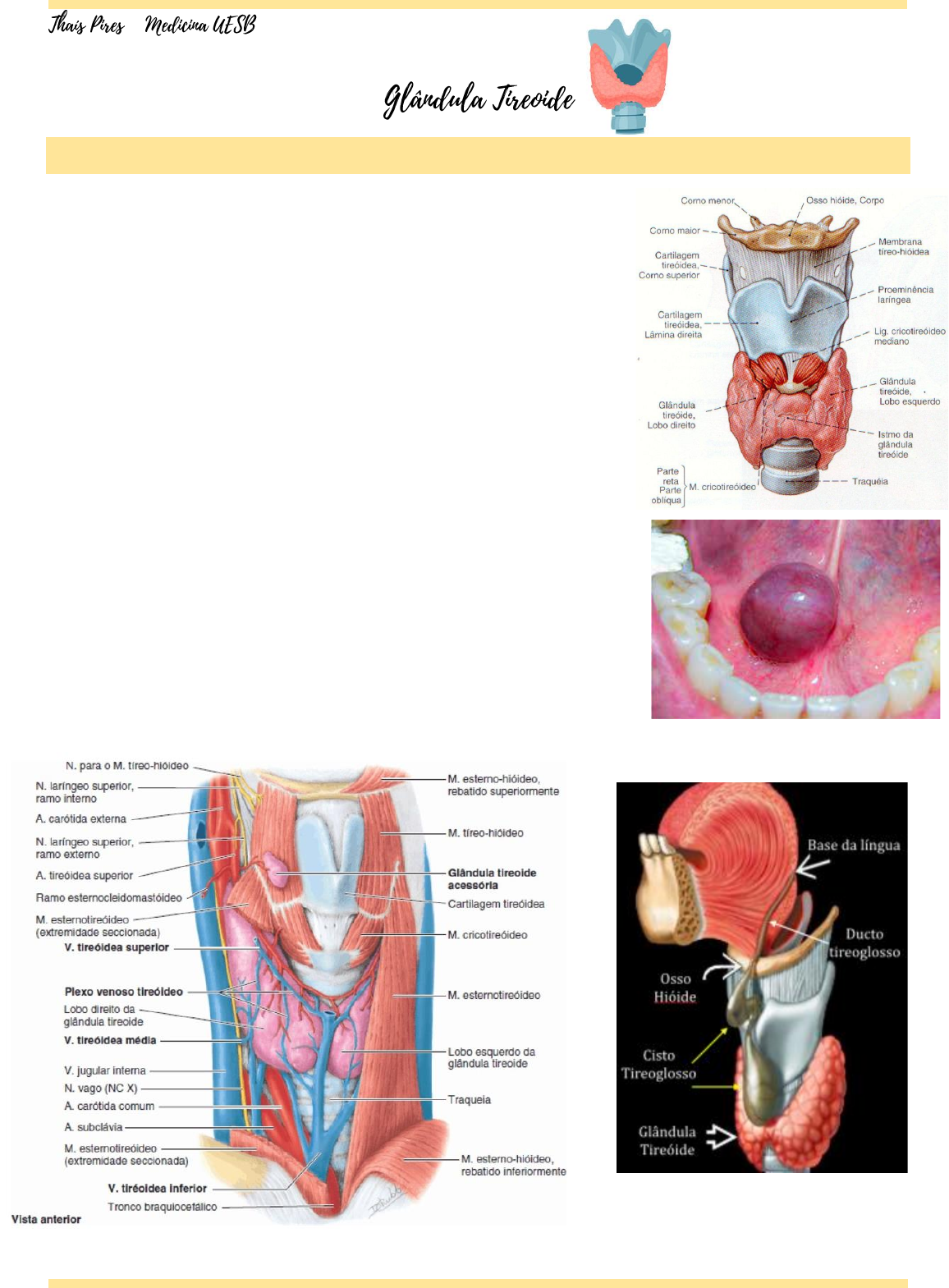 Anatomia Macroscopica Da Glandula Tireoide Anatomia E Fisiologia Do
