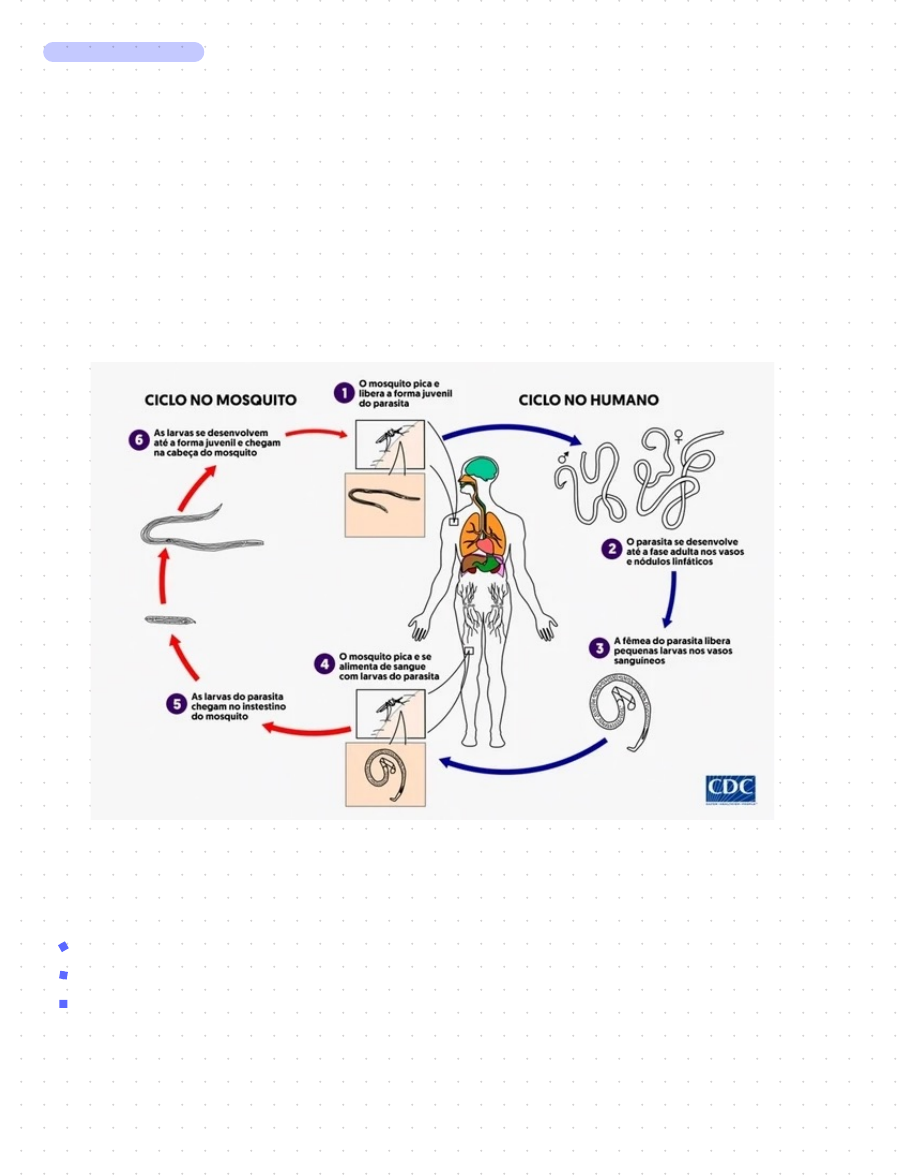 Ciclo De Vida Da Wuchereria Bancrofti 10+ Ascaris Lumbricoides Stock