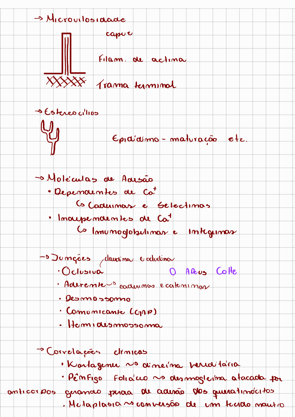 Tecido Epitelial Resumo Histologia I