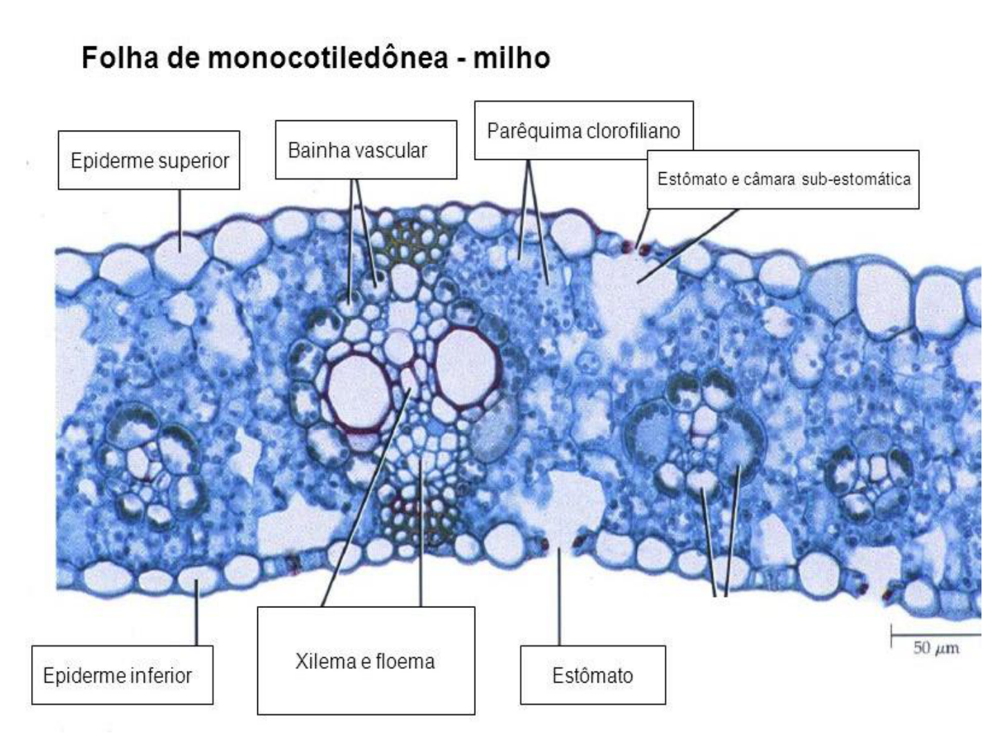 Diagrama De Feixe Vascular Monocotiledonea