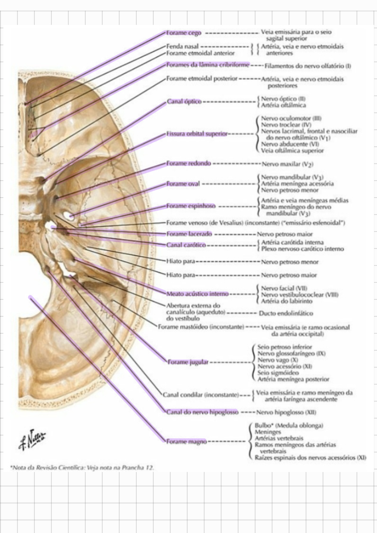 Forames E Conteúdos Resumo Anatomia óssea Crânio Anatomia Humana I
