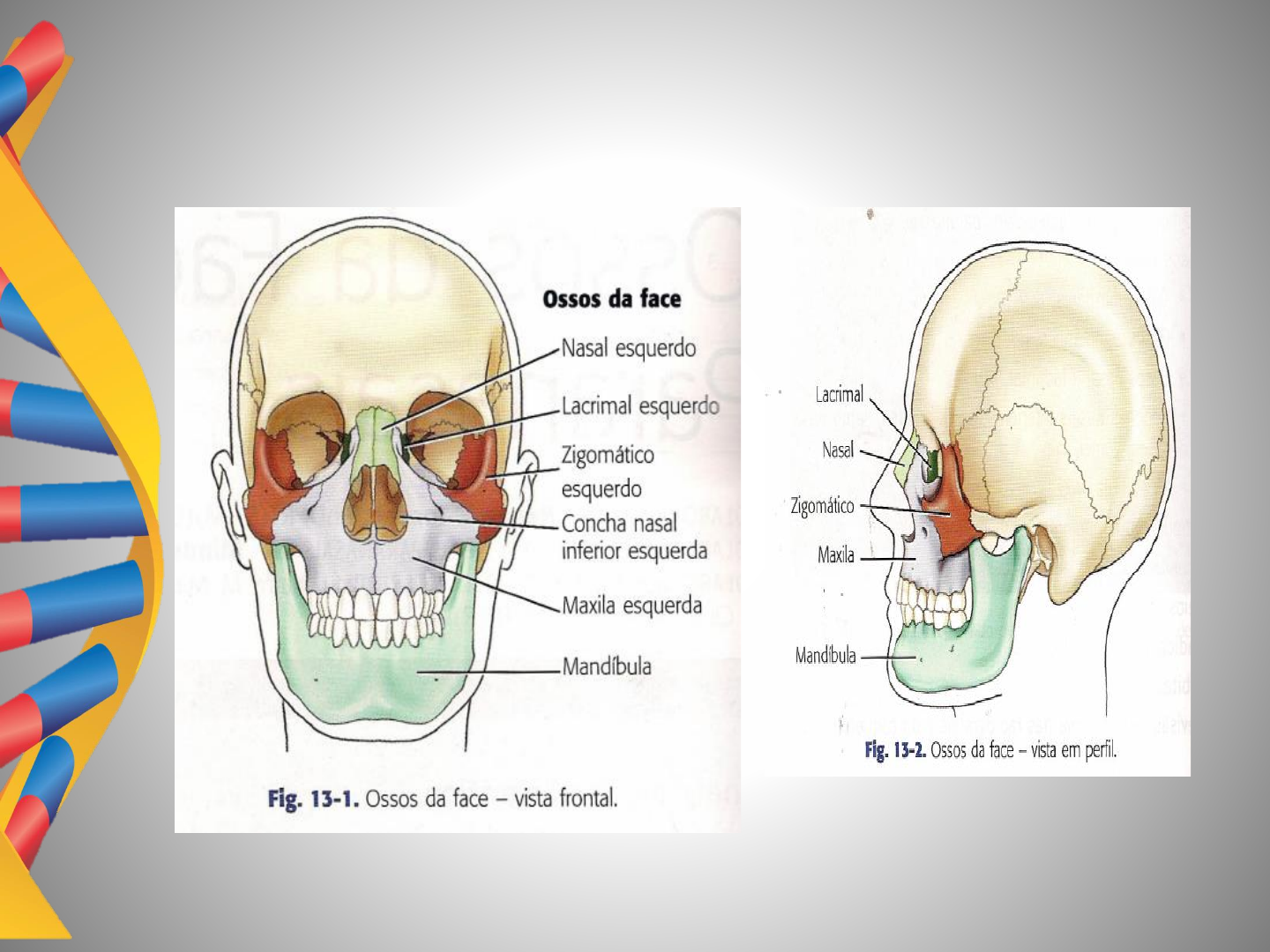 2- ANATOMIA ODONTOLOGICA - Radiologia e Diagnóstico por Imagem