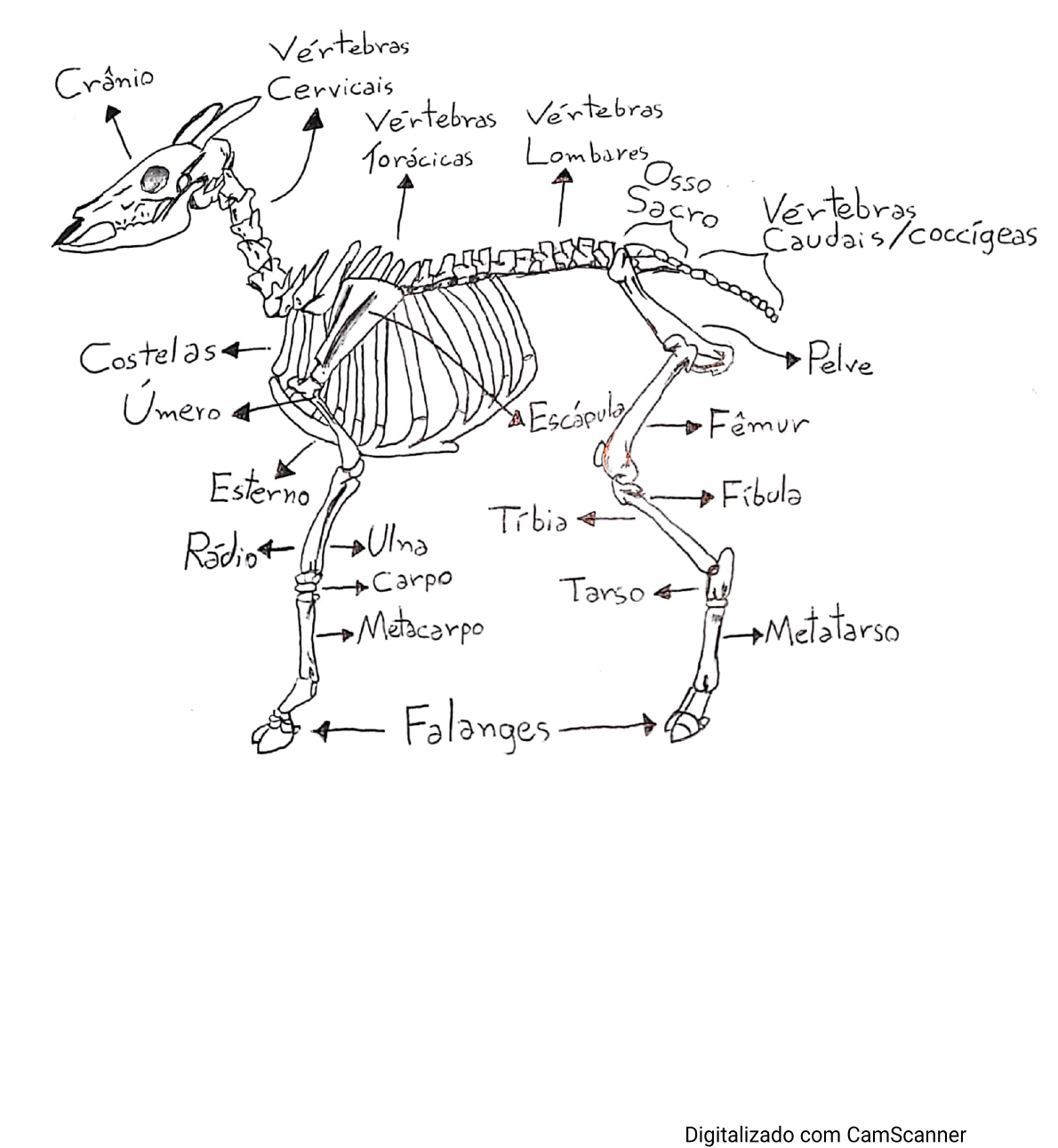 Caprino - osteologia - Anatomia dos Animais Domesticos