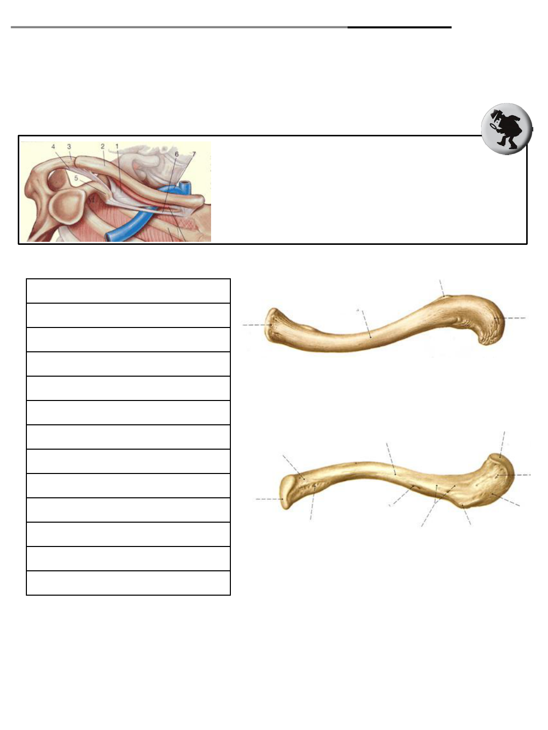 Roteiro de Ossos - Cintura Escapular e Esqueleto Apendicular Superior ...