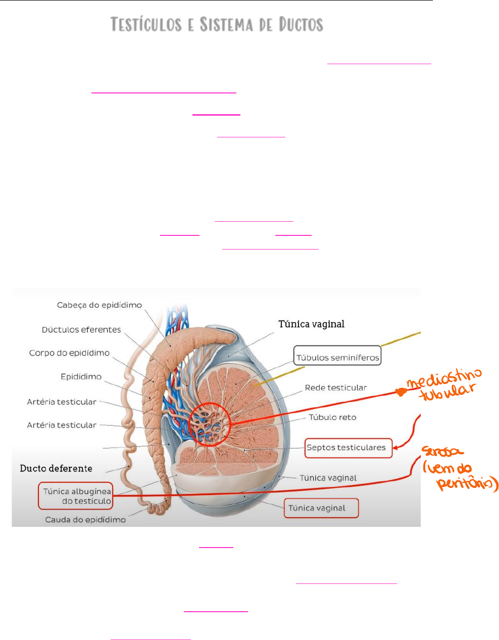 Histologia Do Epididimo E Dos Testiculos Sistemas