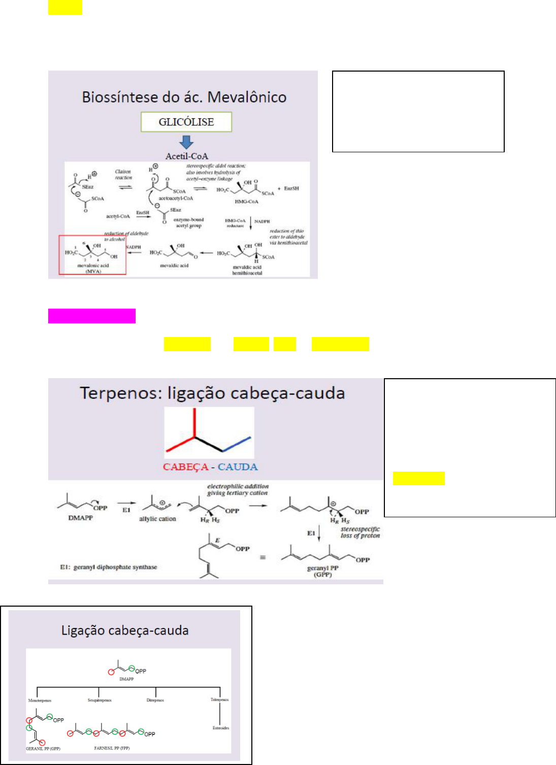 Terpenos Farmacognosia