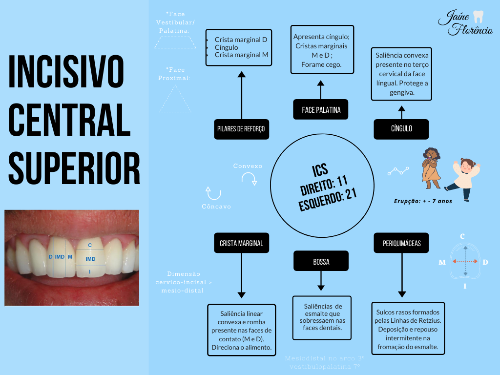 mapa mental ics - Anatomia e Escultura Dental
