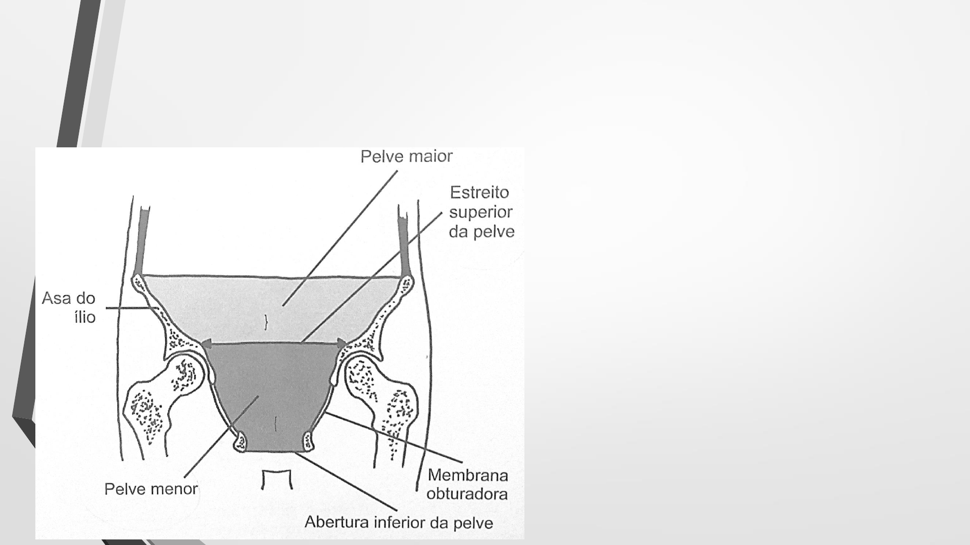 2- Anatomia e biomecânica do assoalho pélvico e pelve - Saúde da Mulher